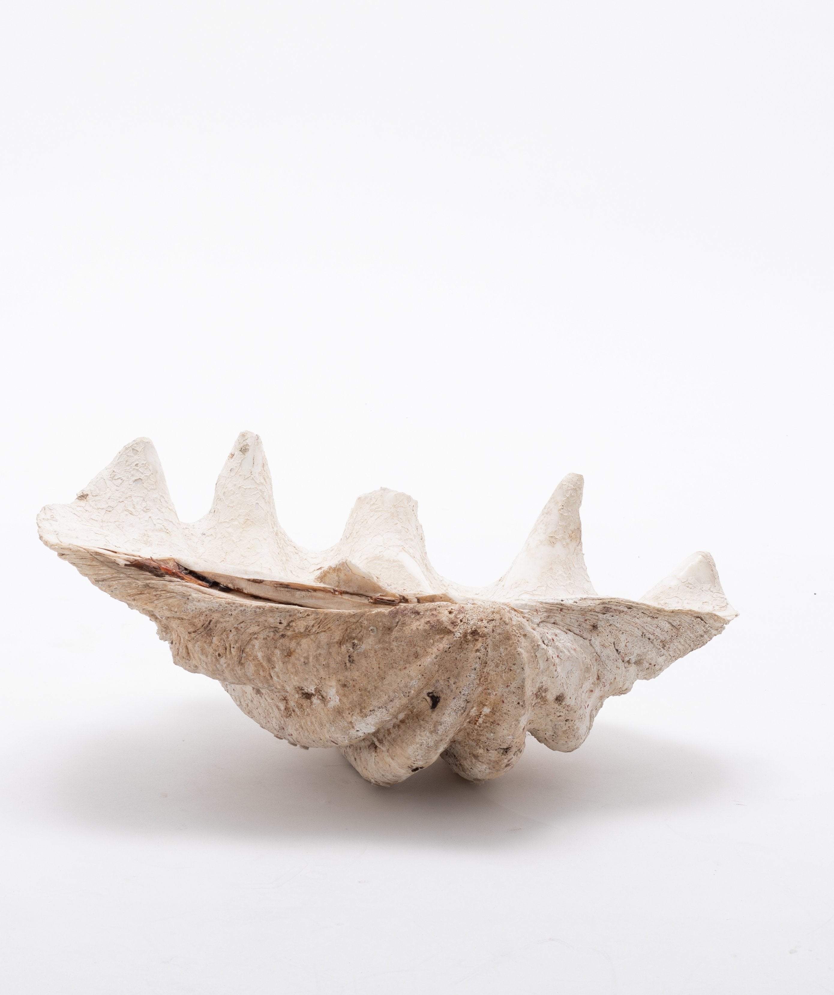 Giant Clam Shell Specimen – Moxie Interiors