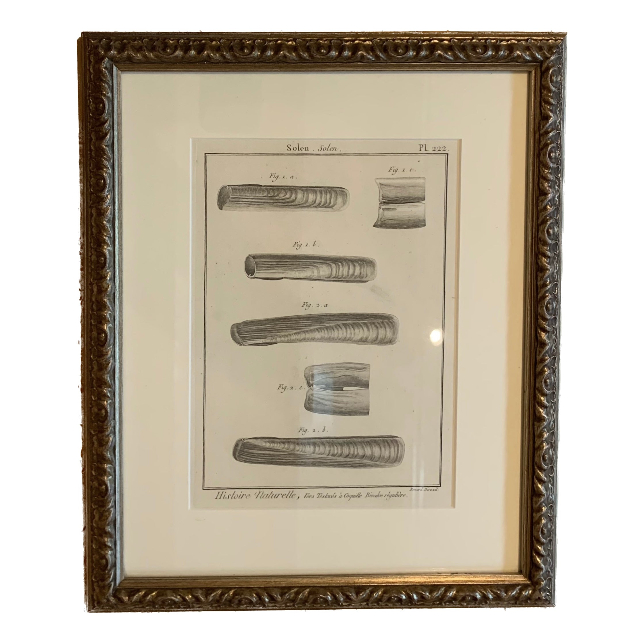 18th Century Framed Shell Engraving – Moxie Interiors